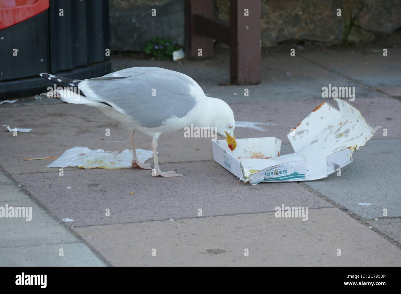 Seagull eating rubbish garbage hi-res stock photography and images - Alamy