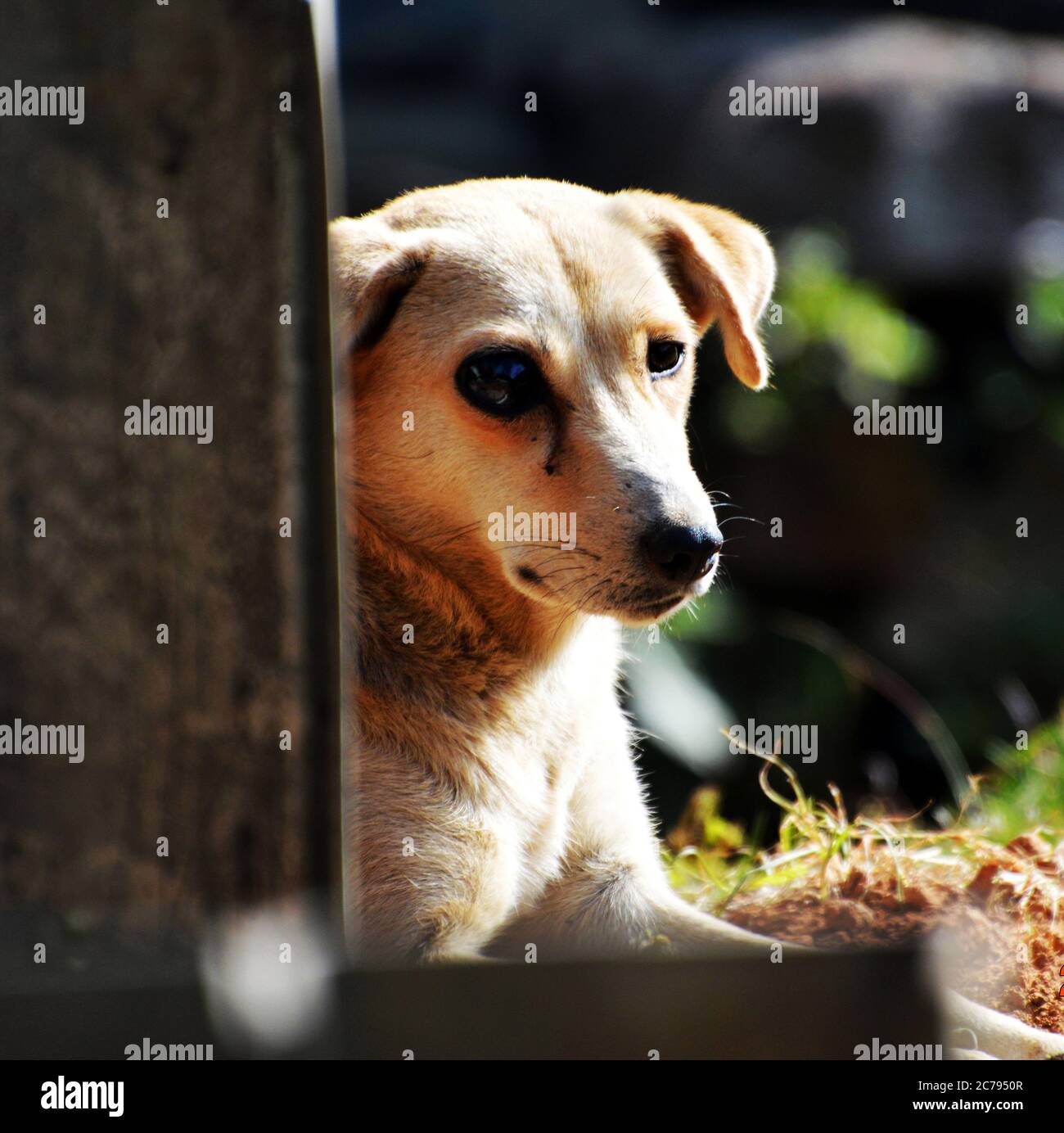 Dog behind wall hi-res stock photography and images - Alamy