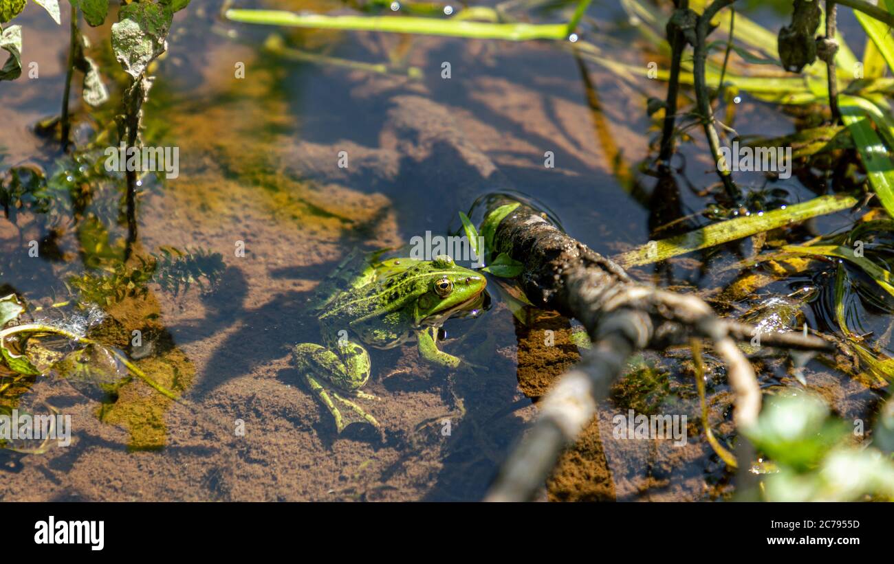 Light green frog sitting in river water greens Stock Photo - Alamy