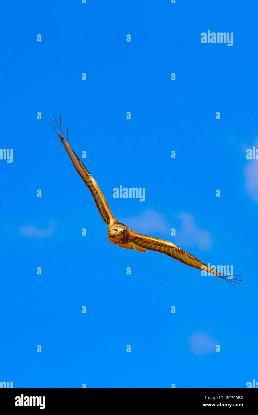 Flying hawk. Blue sky background Stock Photo - Alamy