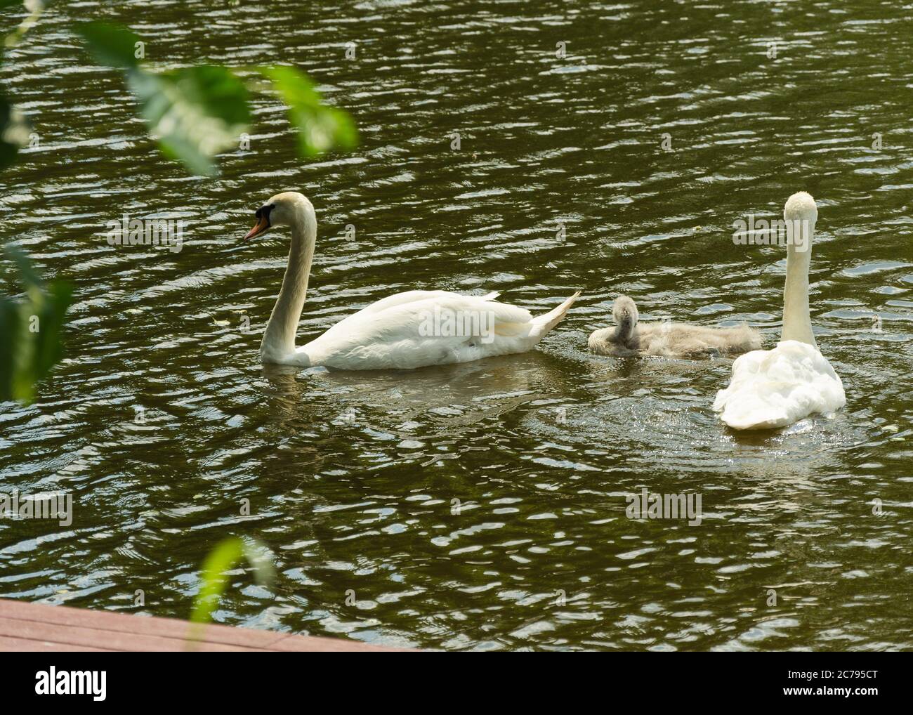 adult swans and cubs swim in a pond 2 Stock Photo - Alamy