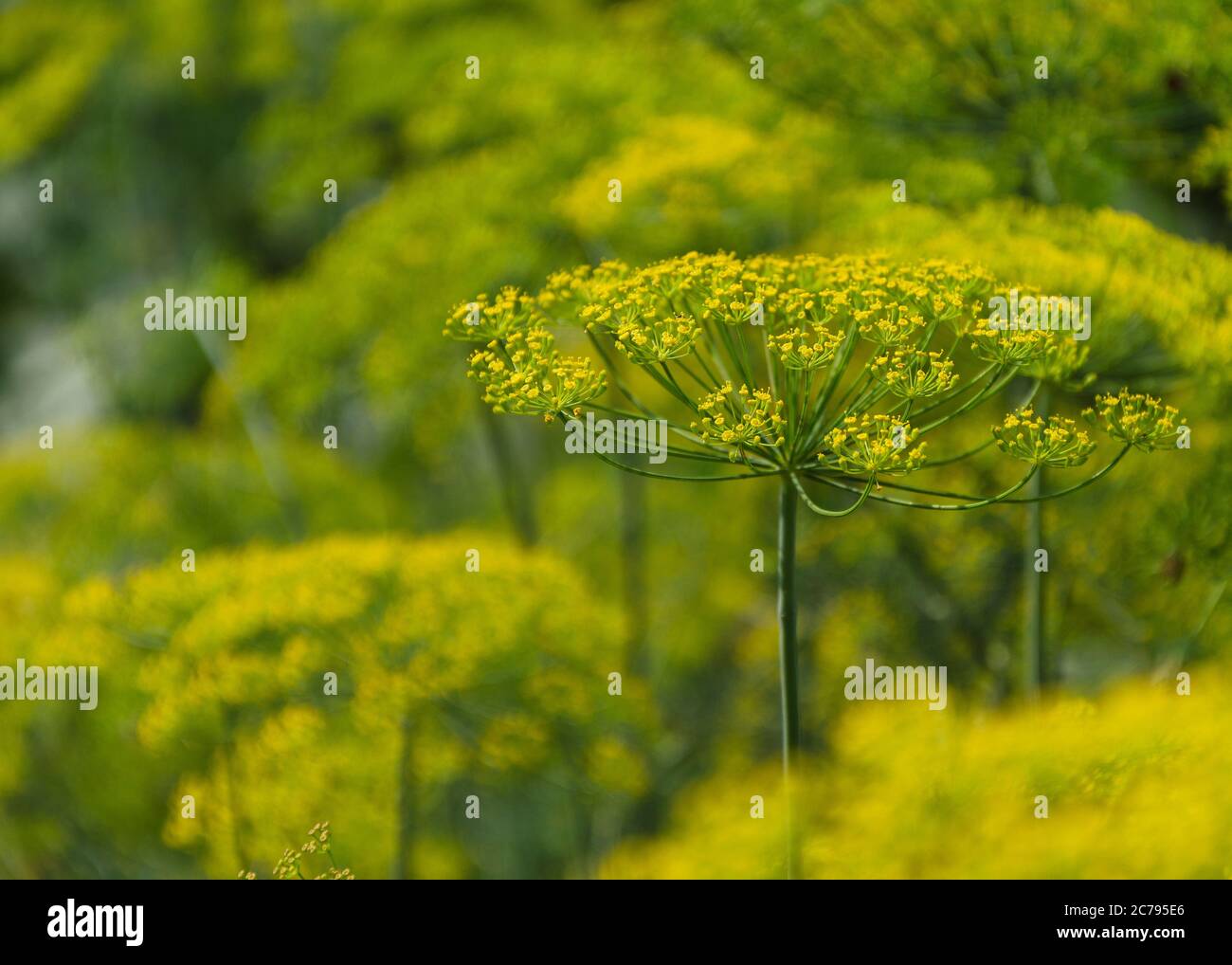 Smelly grass hi-res stock photography and images - Alamy