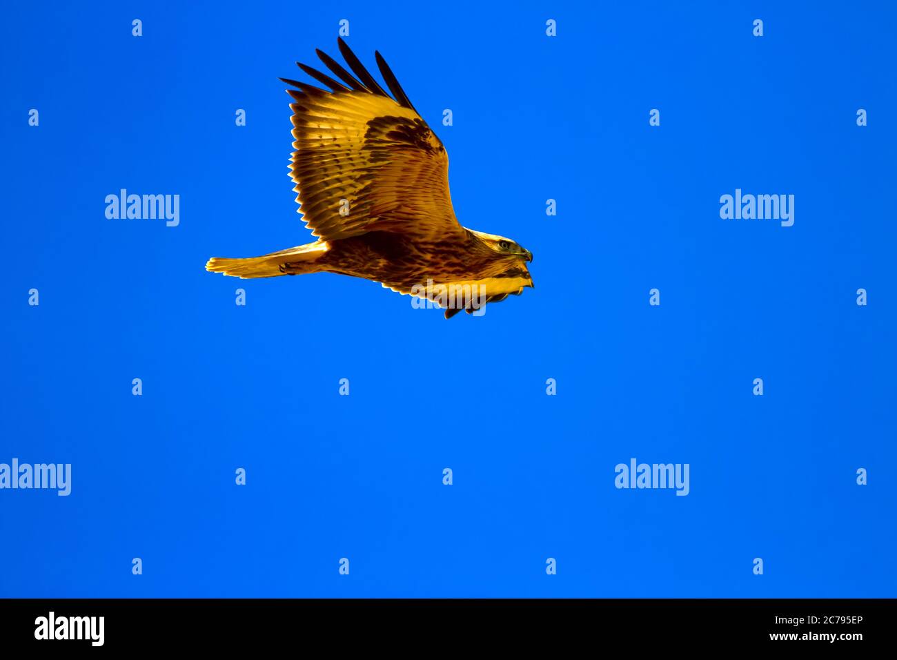Flying hawk. Blue sky background Stock Photo - Alamy