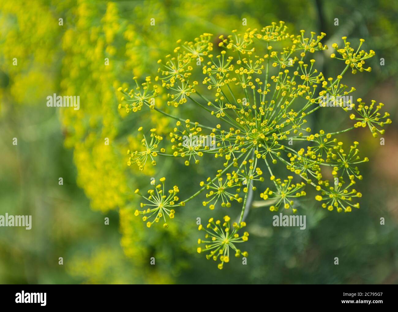 Smelly grass hi-res stock photography and images - Alamy
