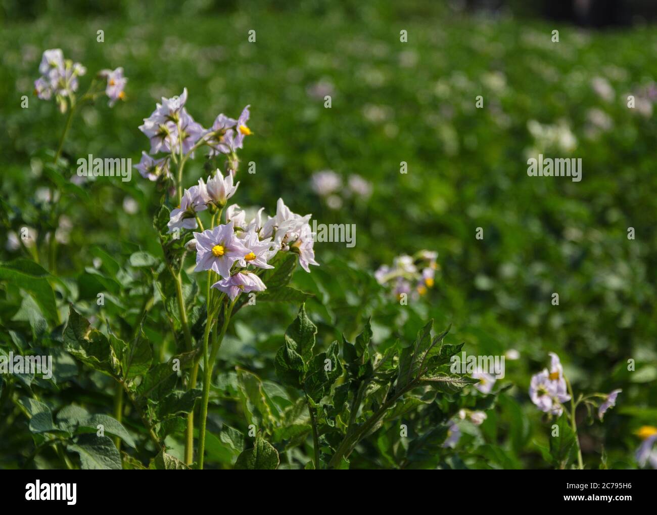 Herbicides potato hi-res stock photography and images - Alamy