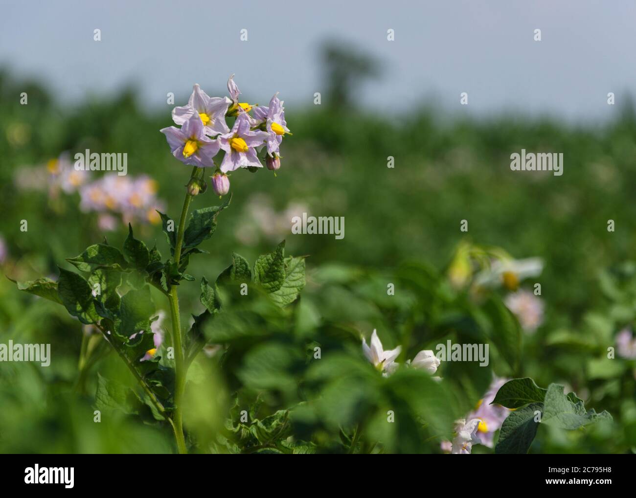 Herbicides potato hi-res stock photography and images - Alamy