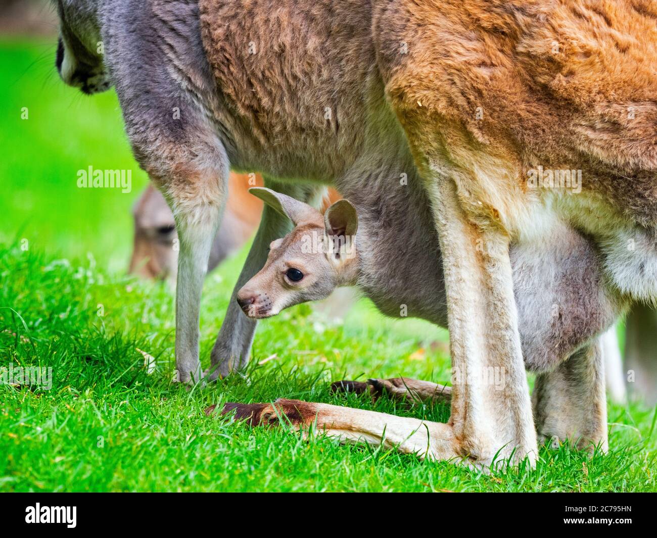Macropus rufus Red kangaroo with young in pouch Stock Photo - Alamy