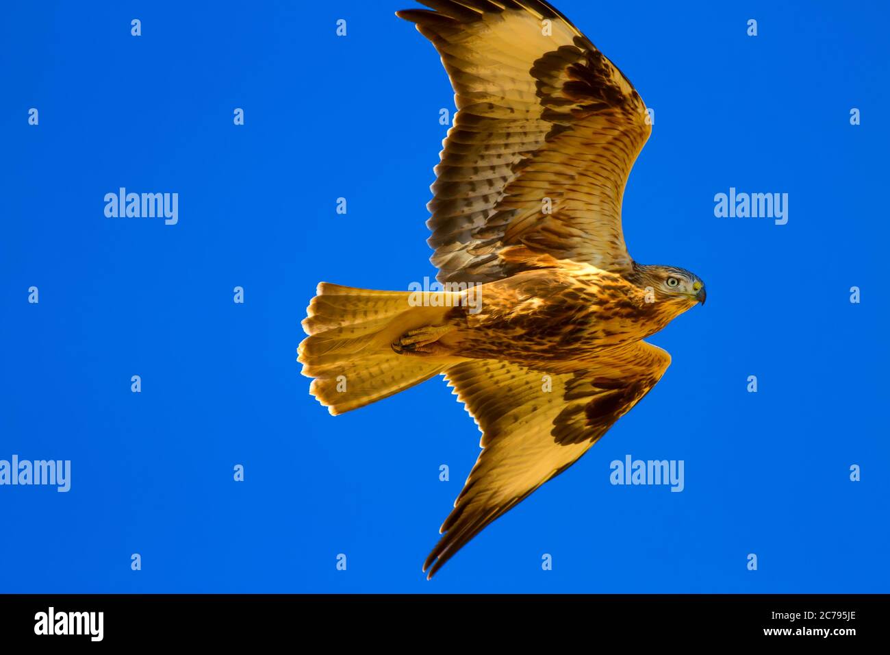 Flying hawk. Blue sky background Stock Photo - Alamy