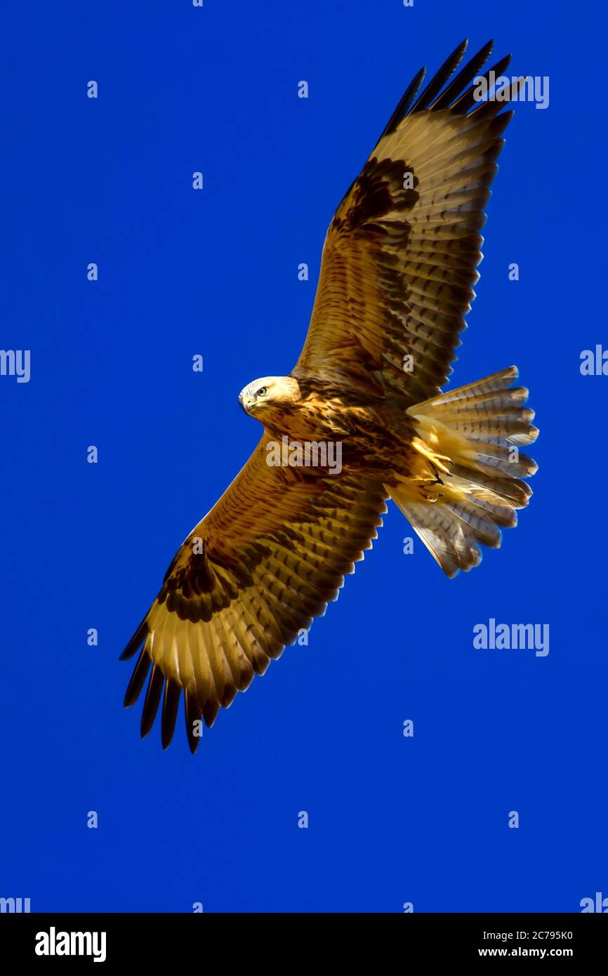 Flying hawk. Blue sky background Stock Photo - Alamy