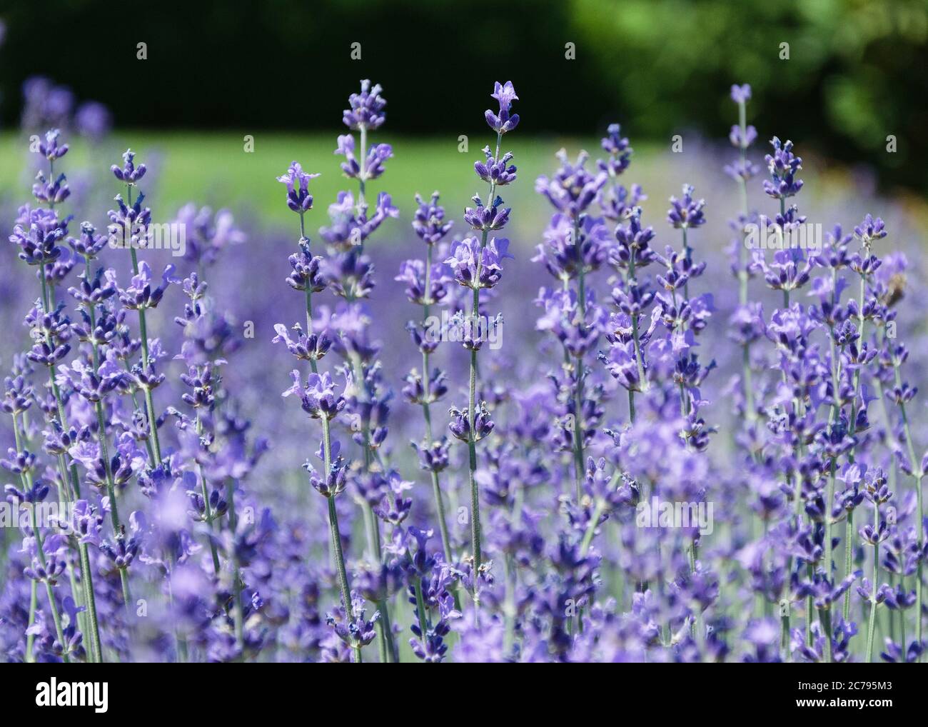Lavender bushes close up Lavender bushes close up 3 Stock Photo - Alamy
