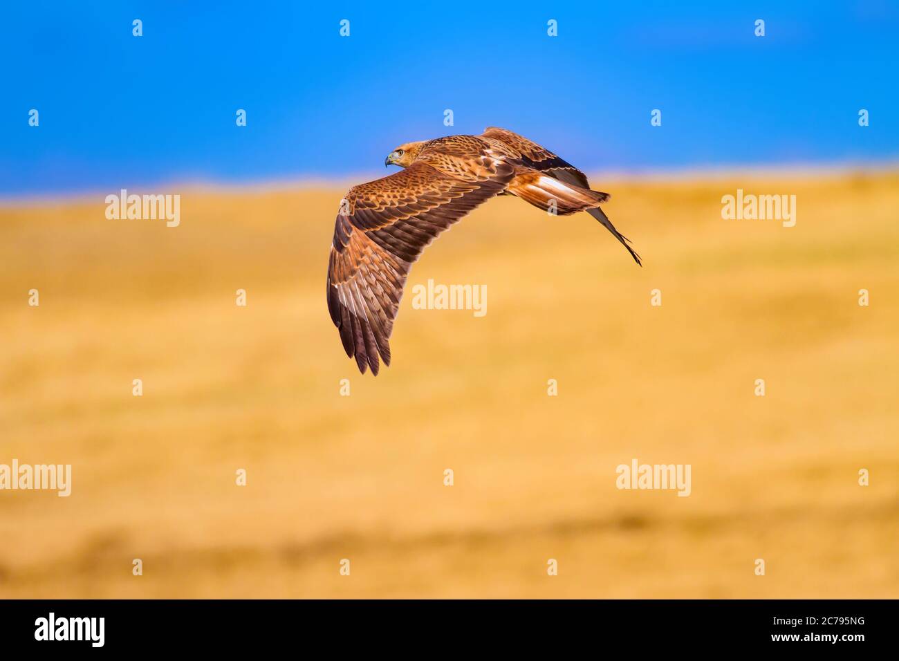 Flying hawk. Blue yellow nature background Stock Photo - Alamy