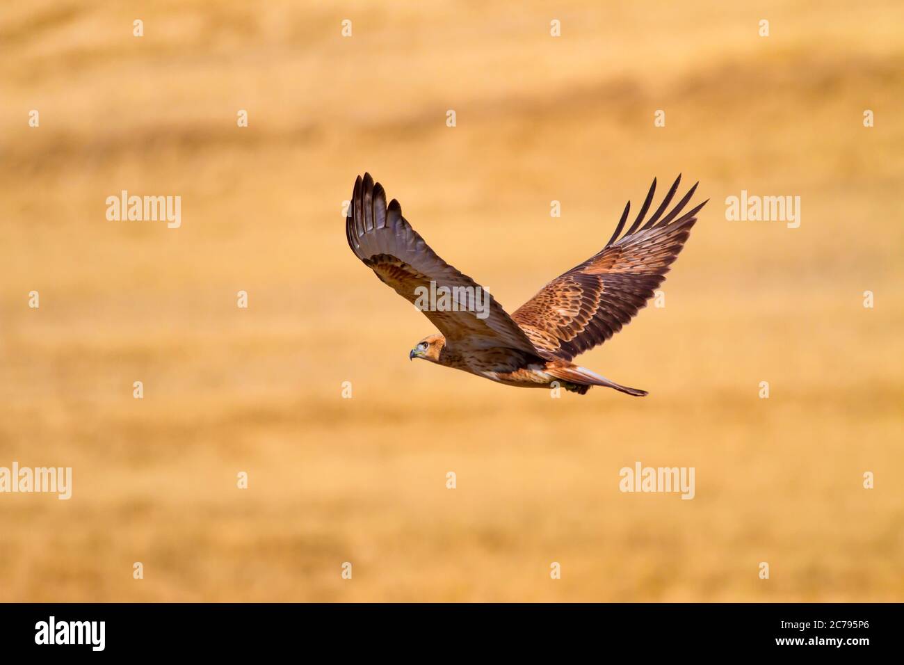 Flying hawk. Yellow nature background Stock Photo - Alamy