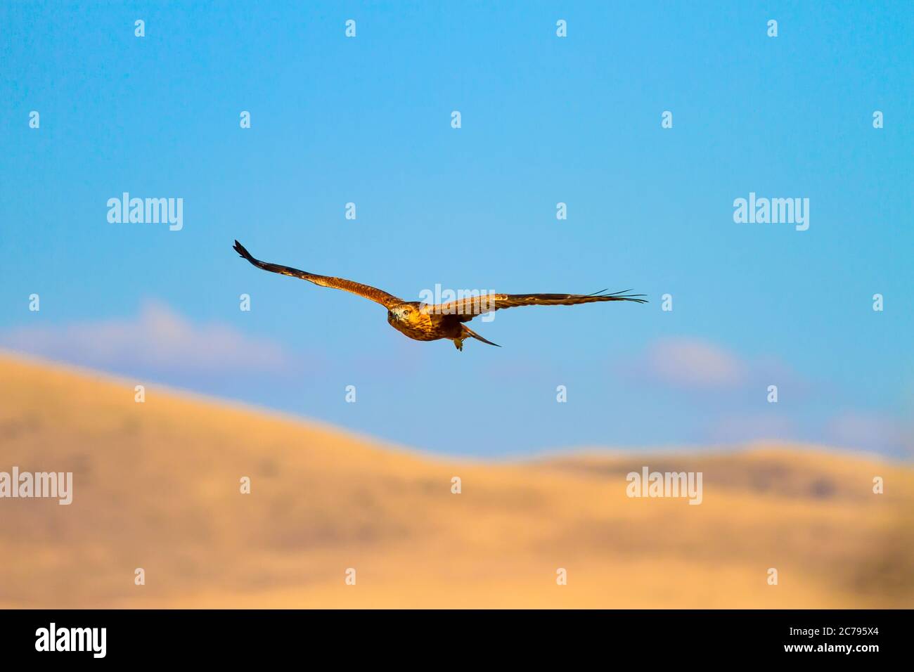 Flying hawk. Blue yellow nature background Stock Photo - Alamy