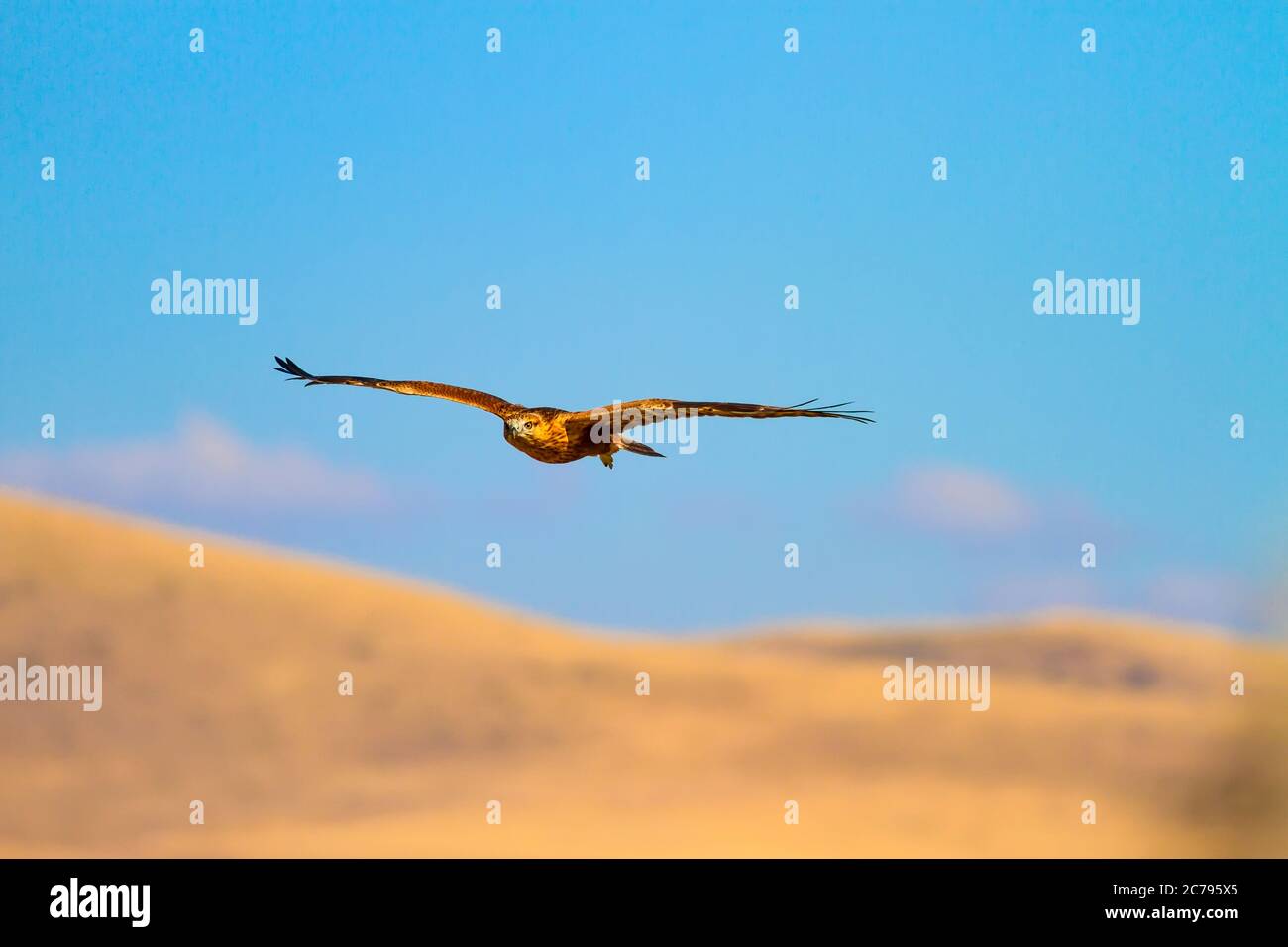 Flying hawk. Blue yellow nature background Stock Photo - Alamy