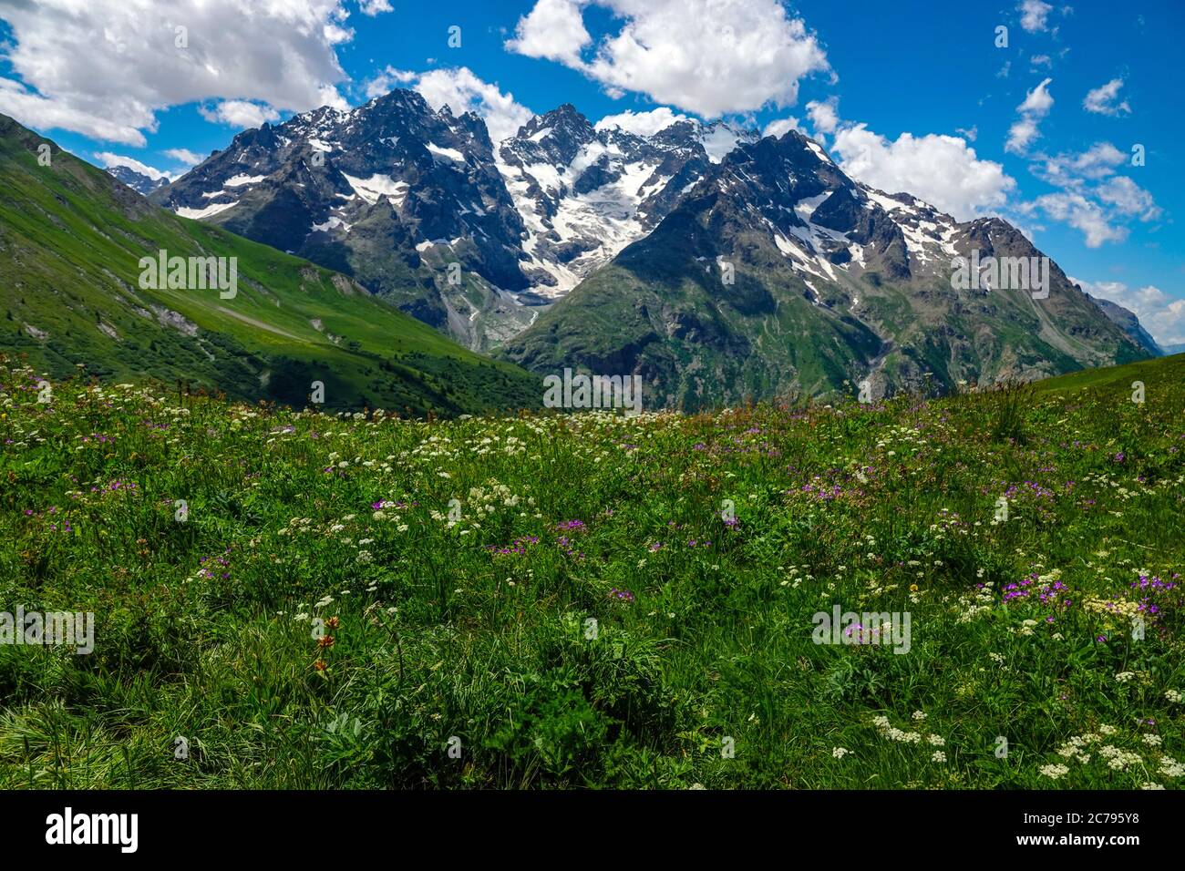 Alpine flowers alps hi-res stock photography and images - Alamy