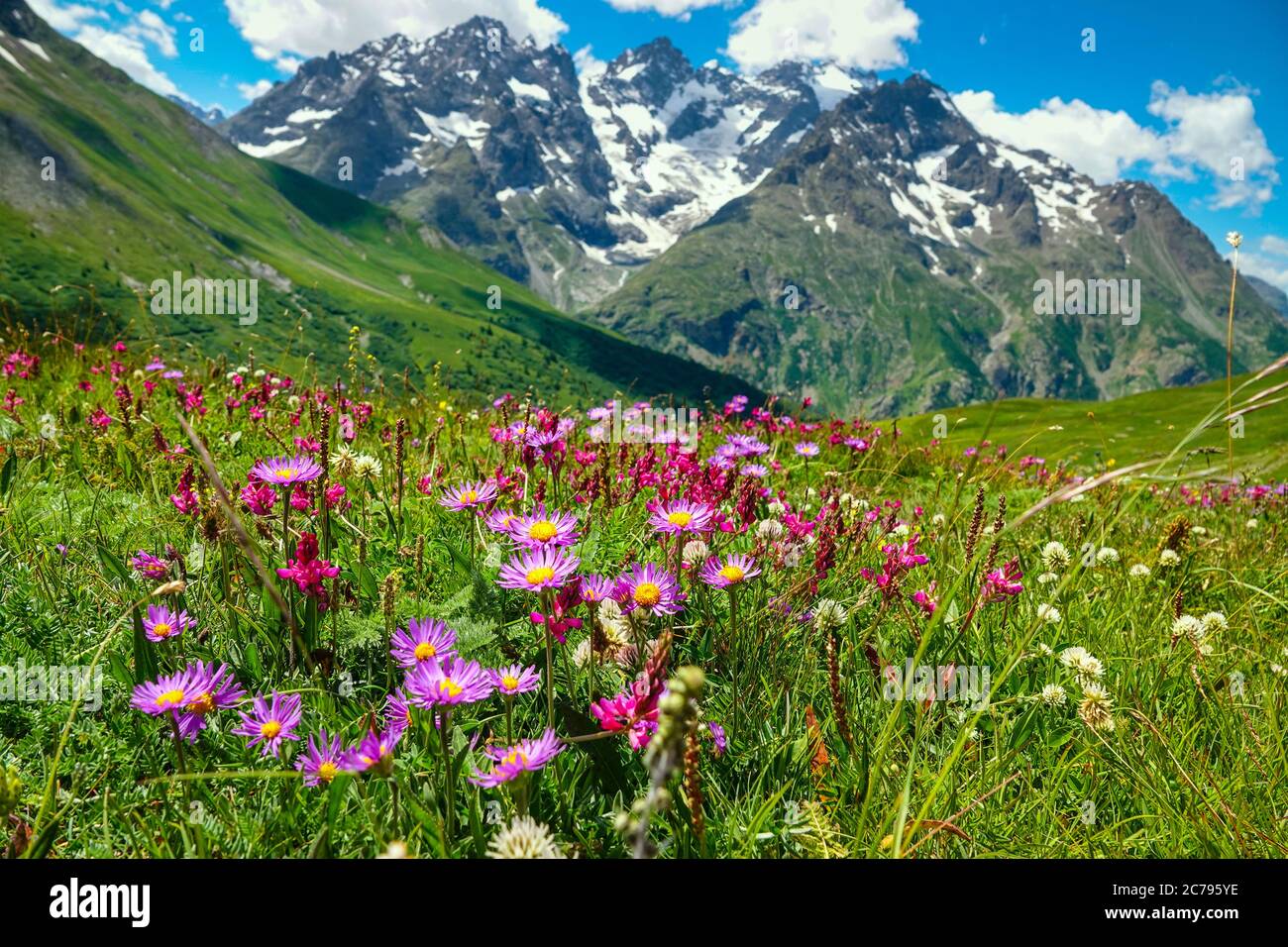 Green meadows, alpine flowers and Alpine Peaks, Ecrins National Park ...
