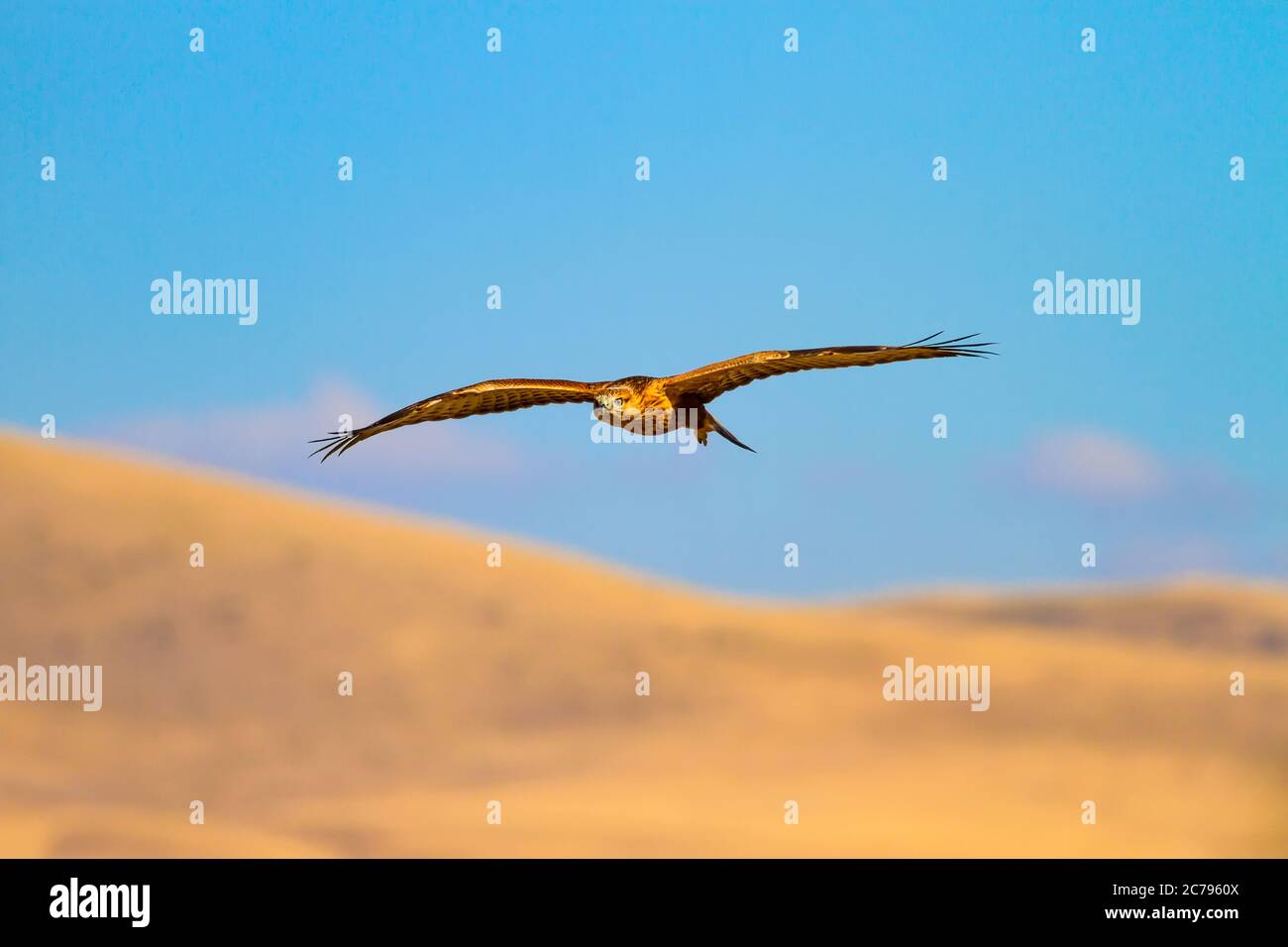 Flying hawk. Blue yellow nature background Stock Photo - Alamy