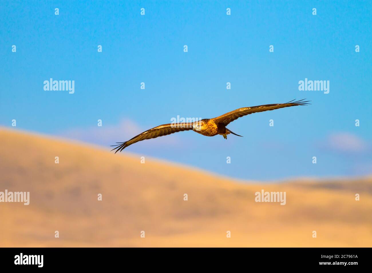 Flying hawk. Blue yellow nature background Stock Photo - Alamy