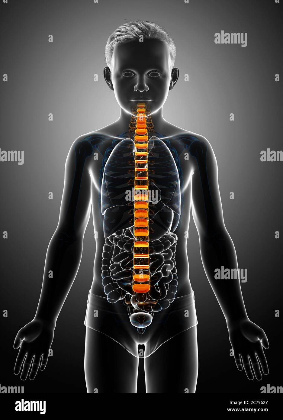 Backbone intervertebral disc anatomy Stock Photo - Alamy