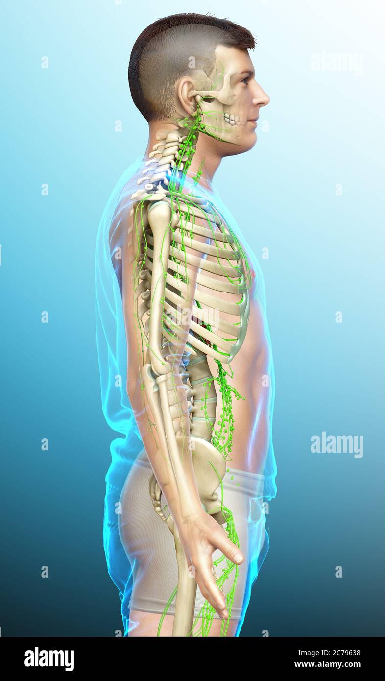 3d rendered medically accurate illustration of a male lymphatic system ...