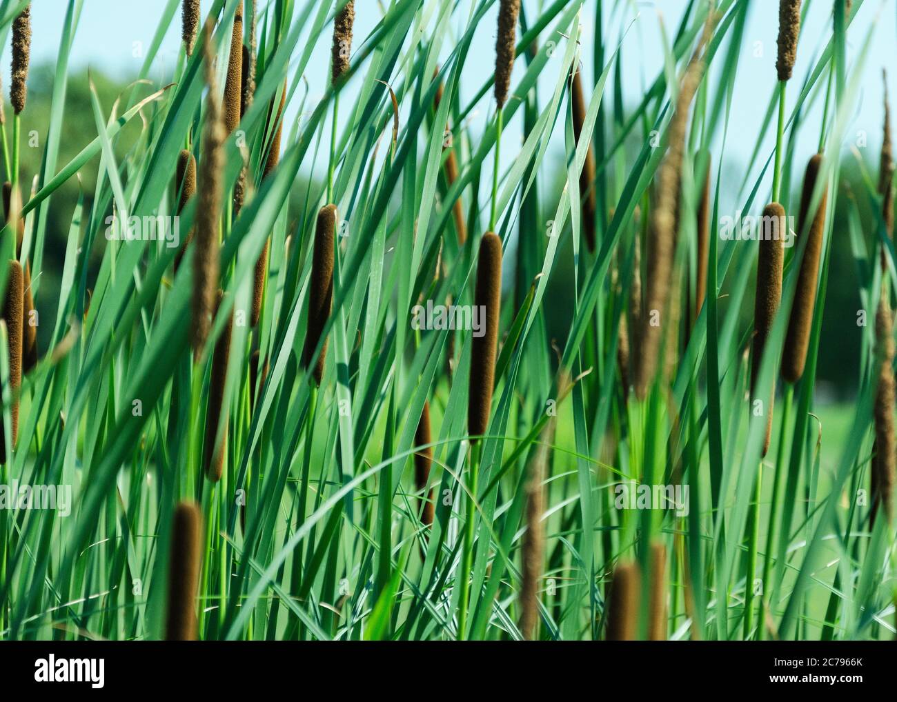 Typha anginatifolia perennial water and marsh herbaceous plant species ...