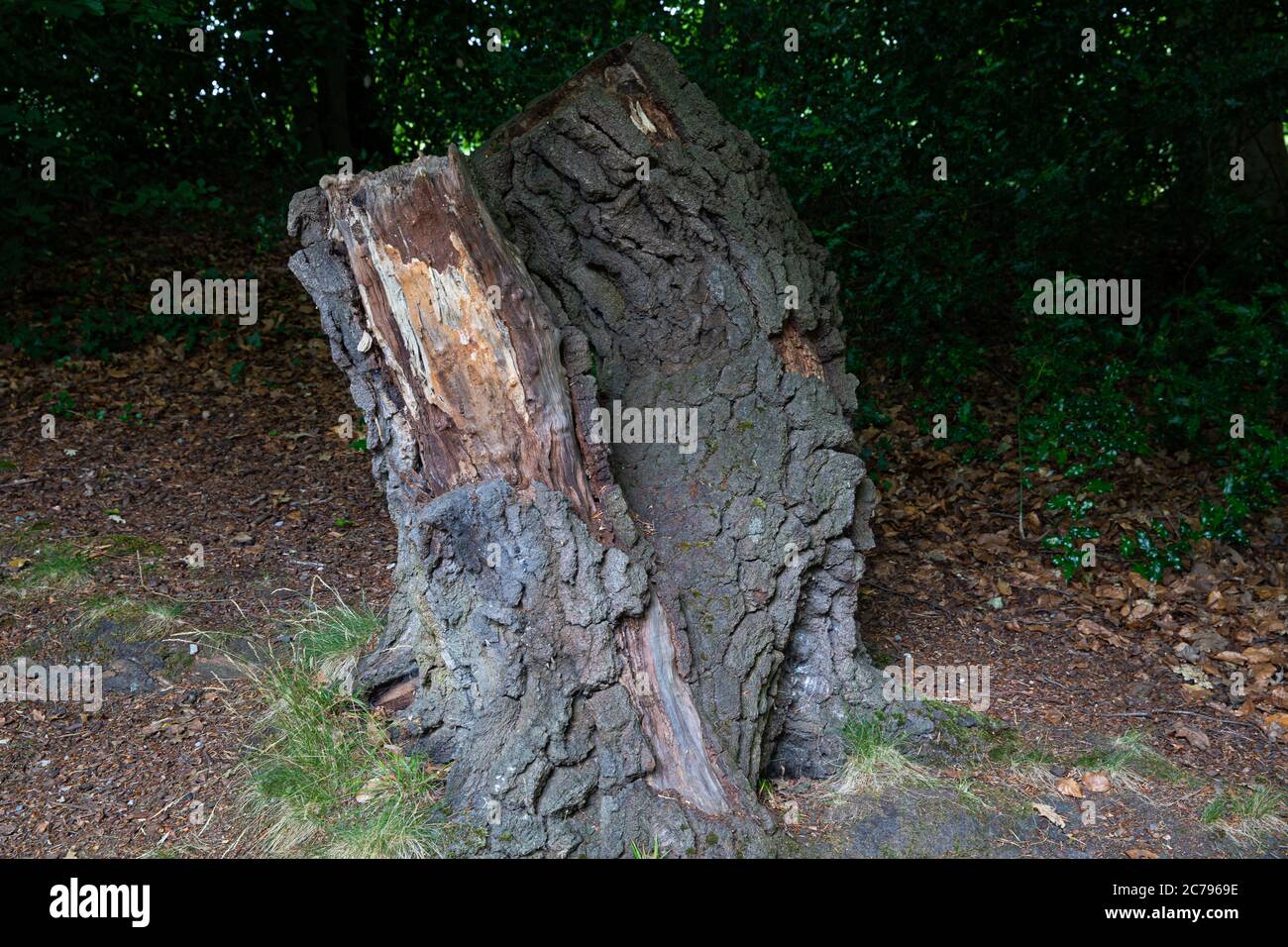 A unusually shaped tree trunk stump in Keston Ponds, Kent Stock Photo ...