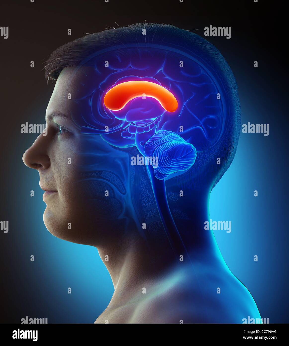 3d rendered medically accurate illustration of a male brains anatomy ...