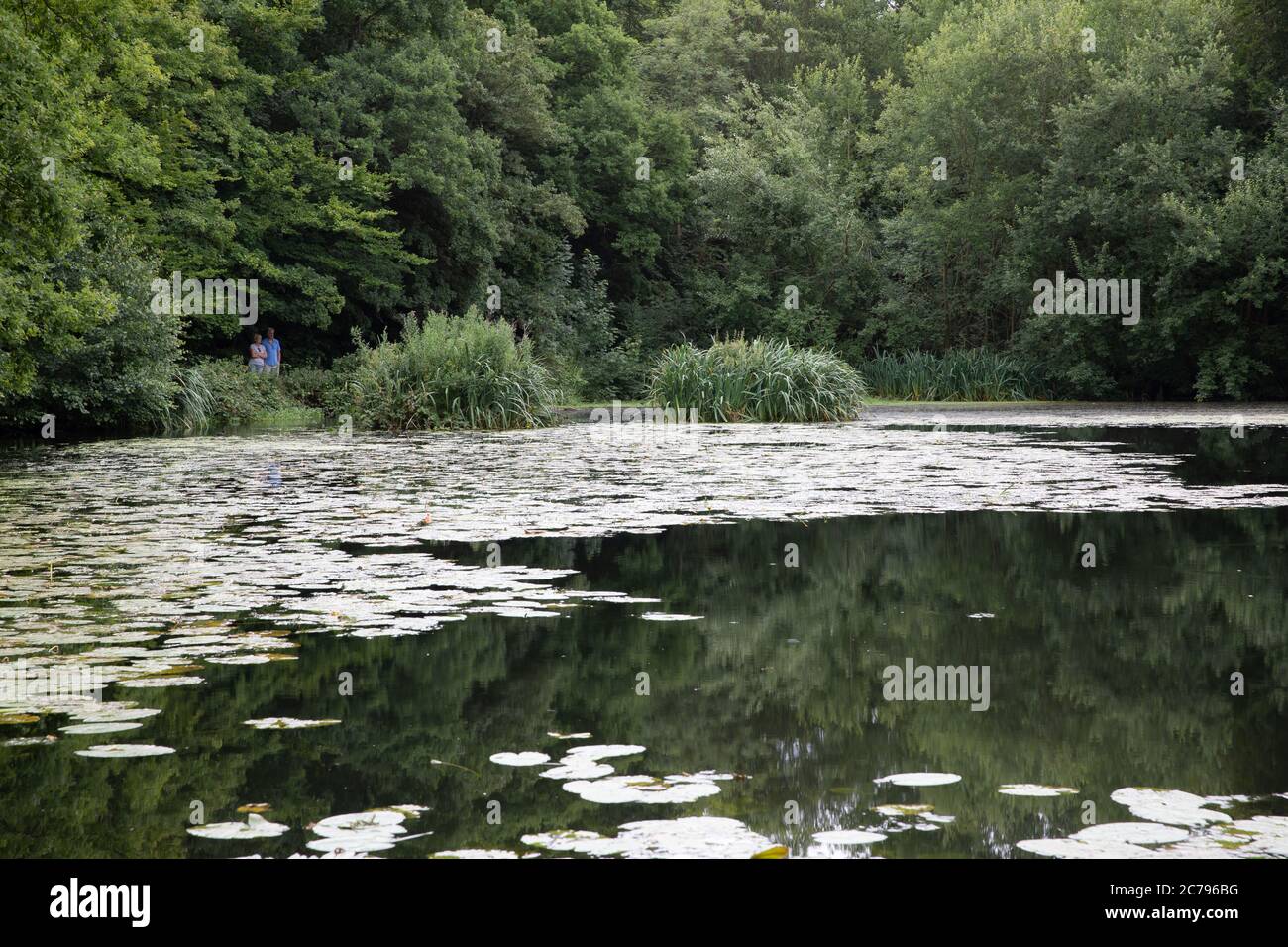 A view across the water, Keston Ponds, Kent Stock Photo - Alamy