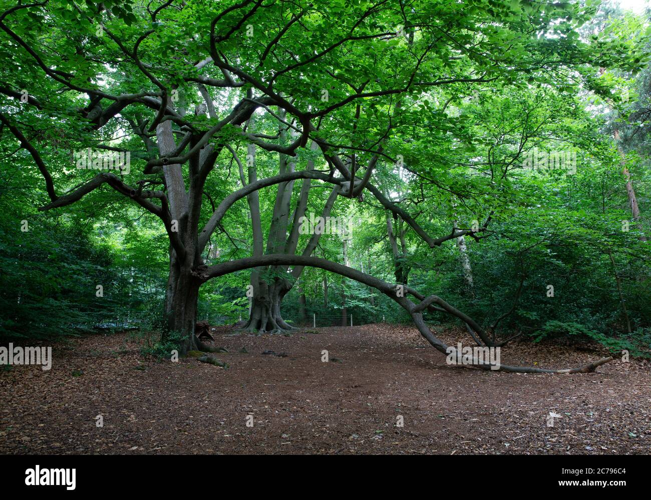 Unusual arch shape tree trunk in Keston Ponds, Kent with dead leaves on ...