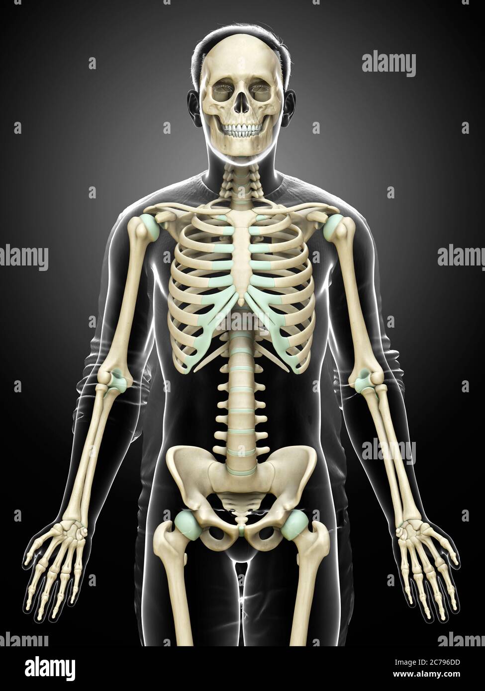 3d rendered, medically accurate illustration of a male skeleton system ...