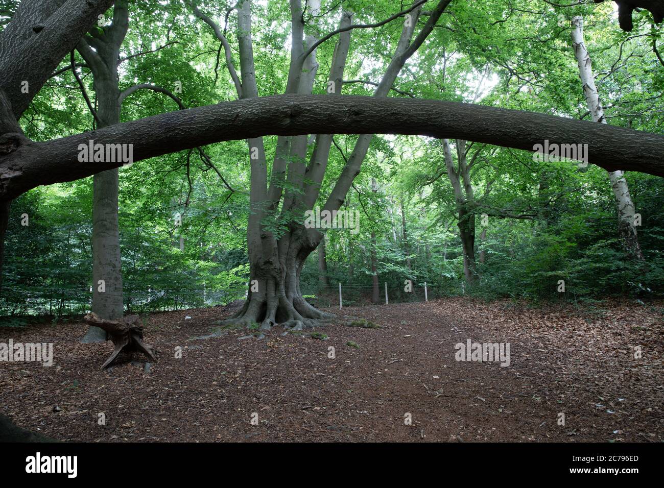 Unusual arch shape tree trunk in Keston Ponds, Kent with dead leaves on ...