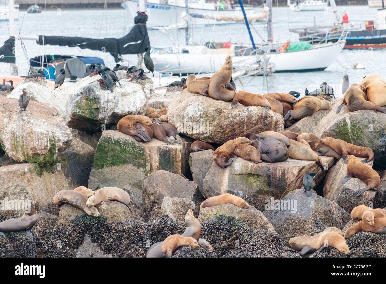 View of Sea Lions basking in Monterey Marina Stock Photo - Alamy