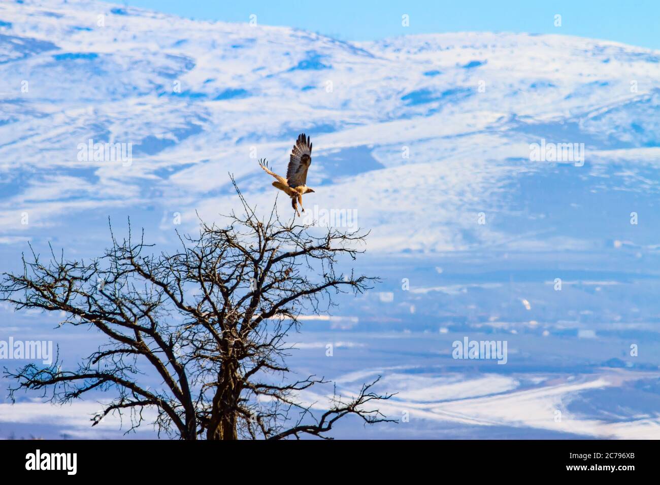 Flying hawk. Blue yellow nature background Stock Photo - Alamy