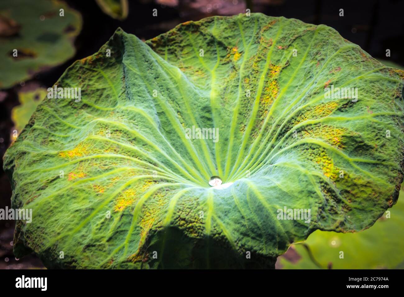 The wilt leaf of lotus plant in the lotus farm pond Stock Photo - Alamy