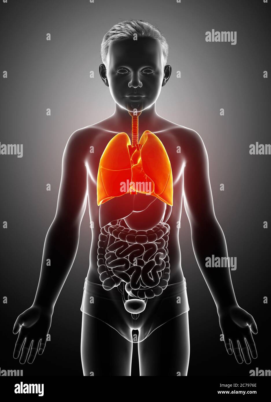 3d rendered, medically accurate illustration of a young boy lung ...