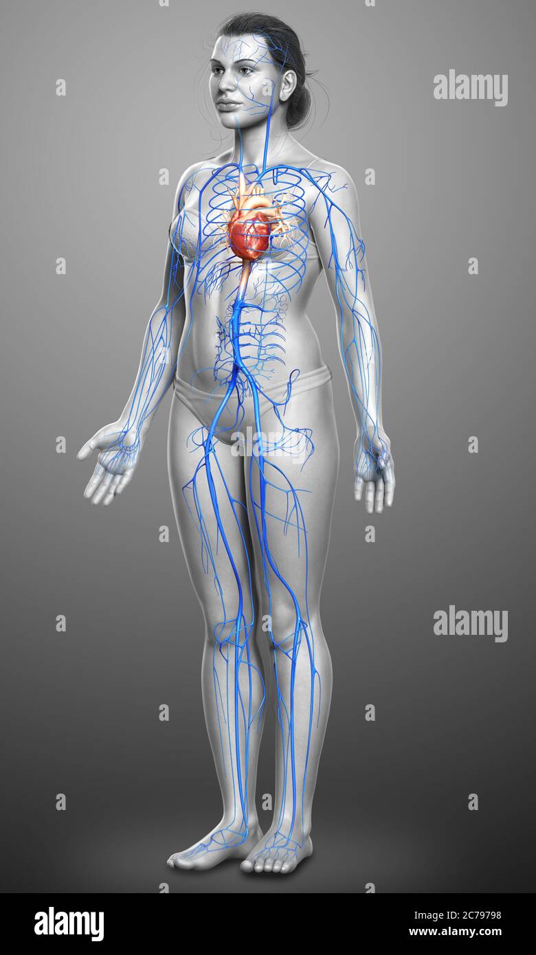 3d rendered medically accurate illustration of a female Veins anatomy ...