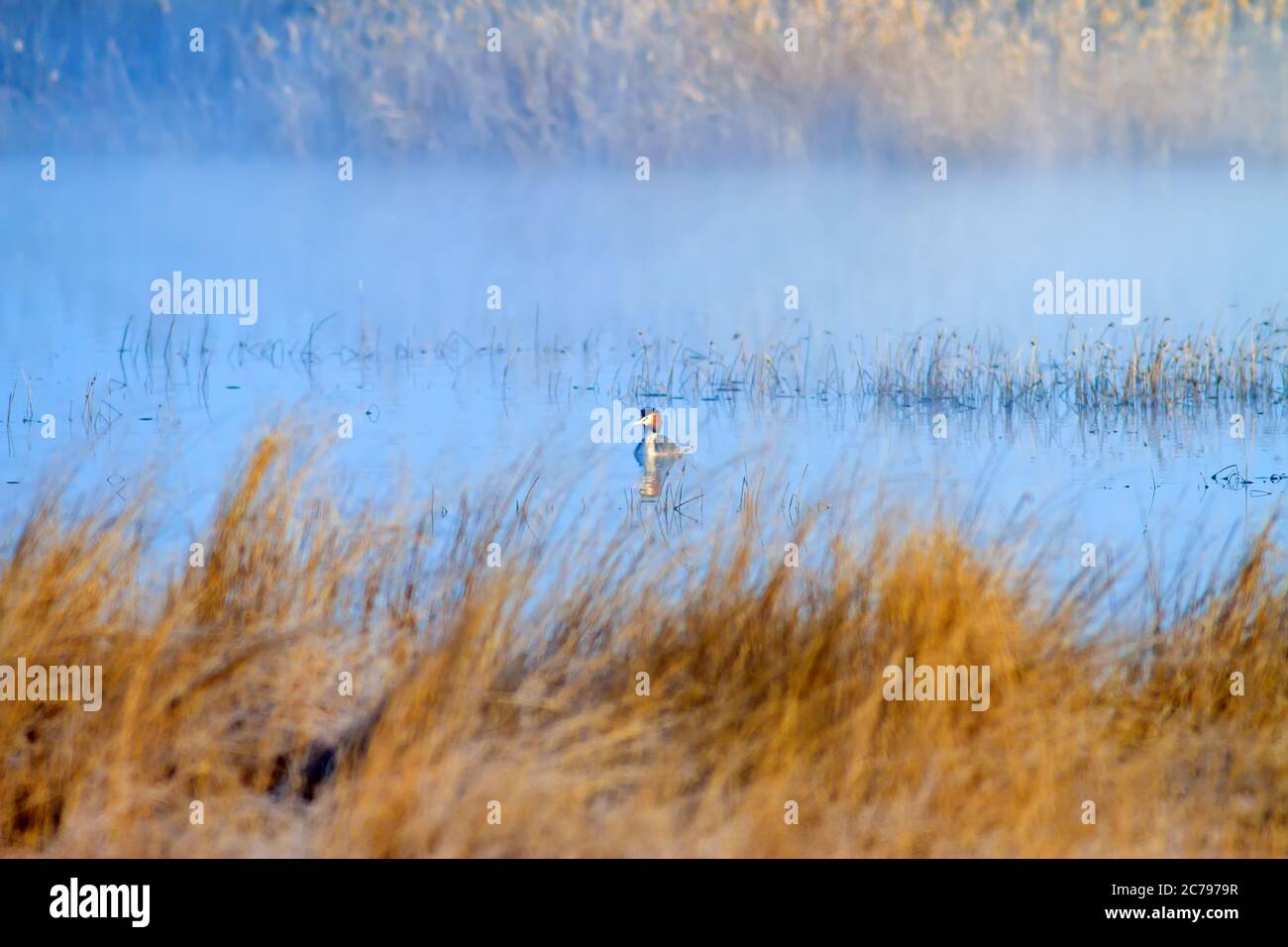 Foggy nature and birds. Foggy lake background. Ankara Mogan Lake. Turkey Stock Photo - Alamy
