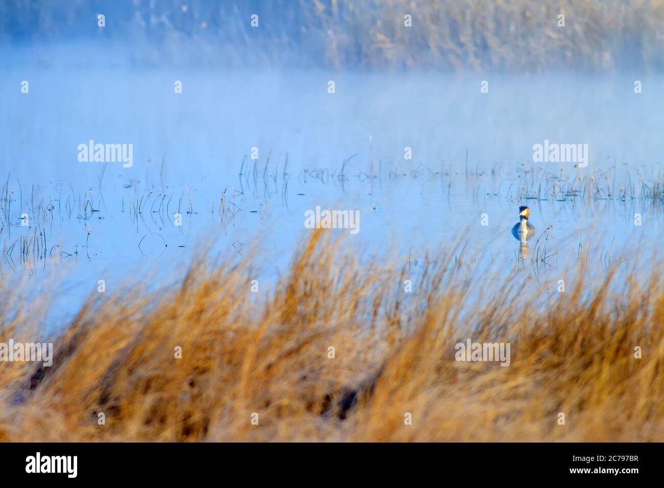 Foggy nature and birds. Foggy lake background. Ankara Mogan Lake. Turkey Stock Photo - Alamy