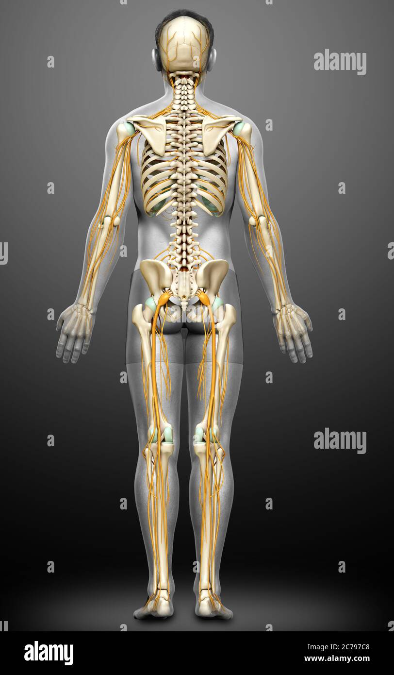 3d rendered medically accurate illustration of the nervous system and ...