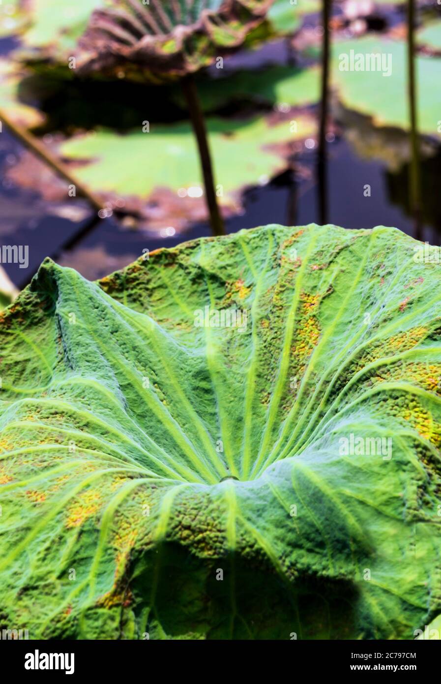 The wilt leaf of lotus plant in the lotus farm pond Stock Photo - Alamy