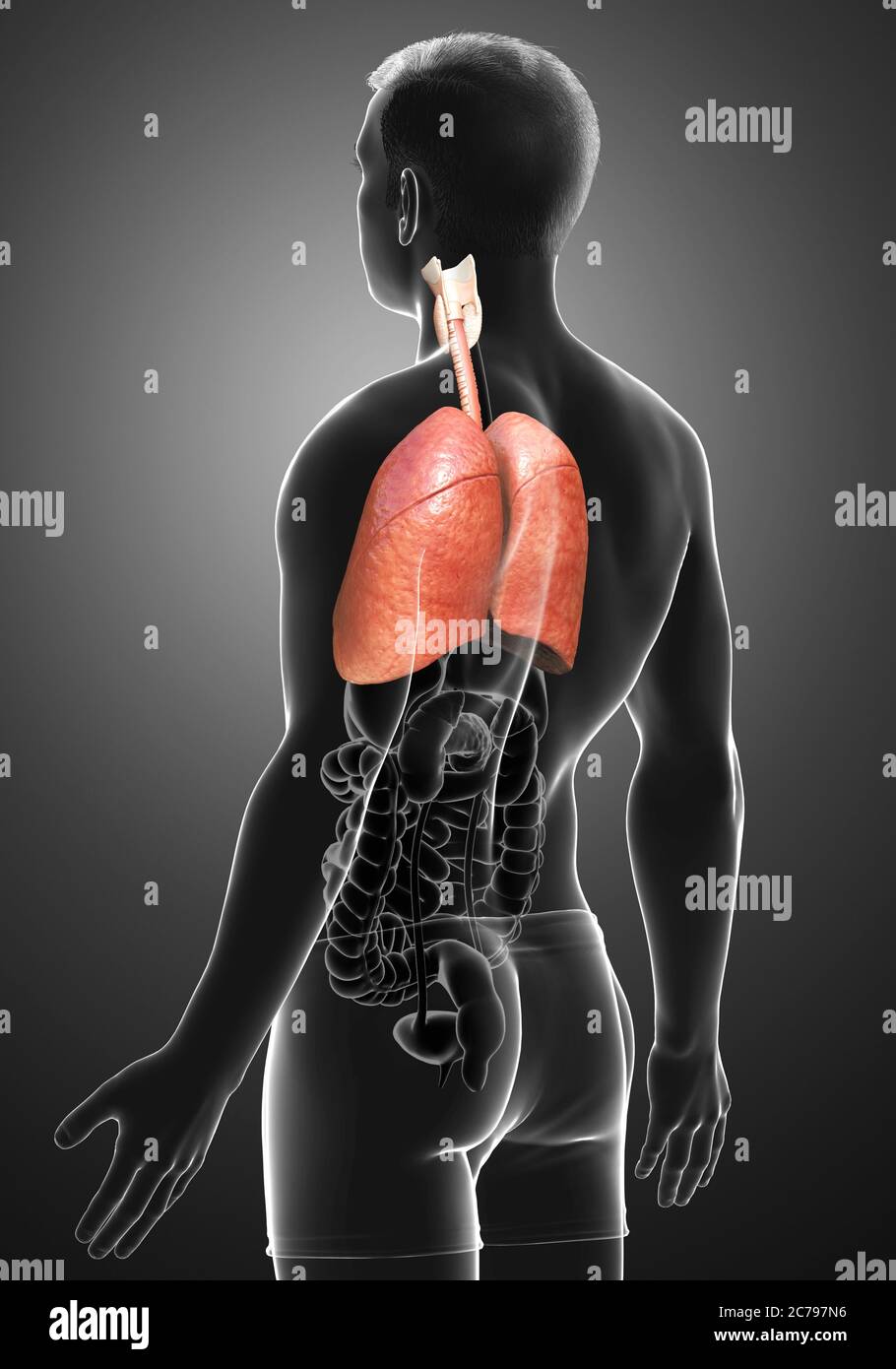 3d rendered, medically accurate illustration of a male lung anatomy ...