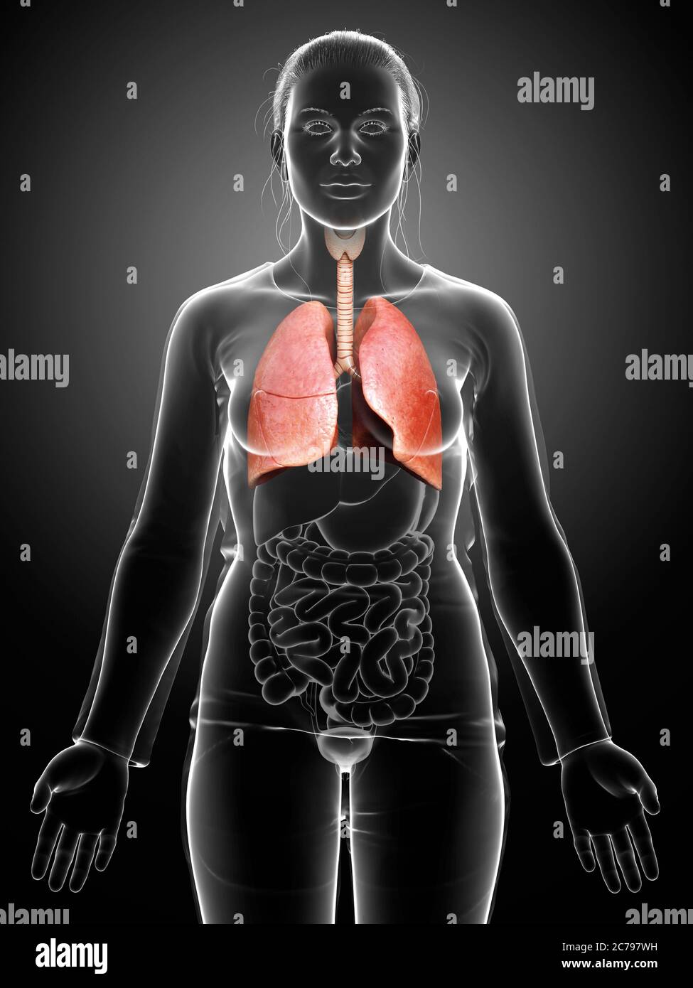 3d rendered, medically accurate illustration of a female lung anatomy ...