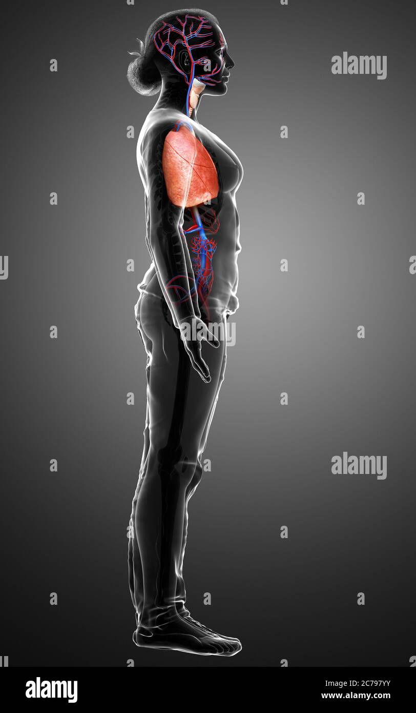 3d rendered, medically accurate illustration of a female lung anatomy ...
