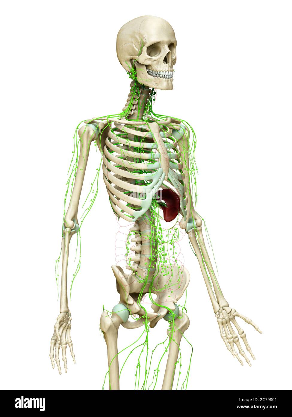 3d rendered medically accurate illustration of a female lymphatic ...