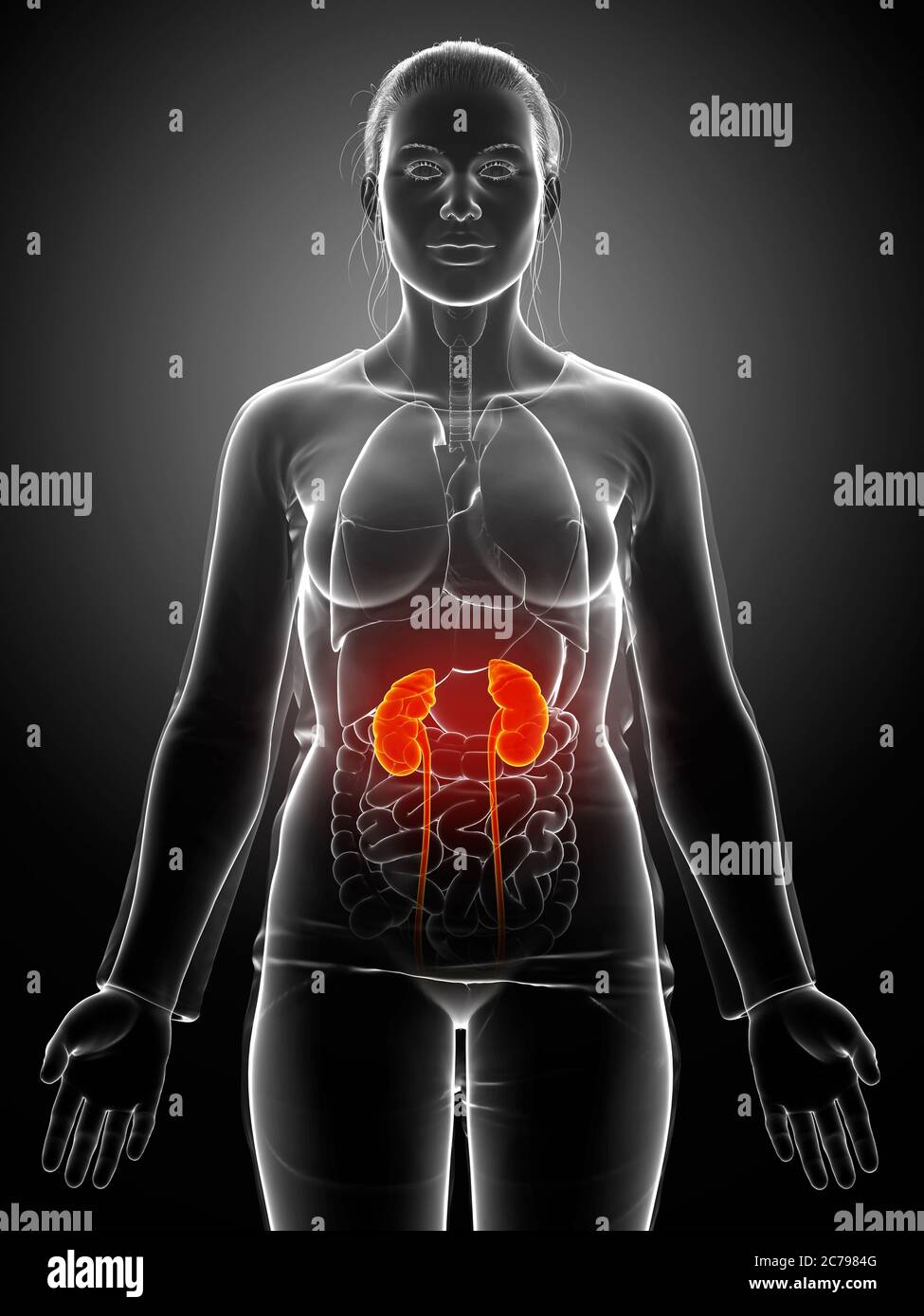 3d rendered, medically accurate illustration of the female highlighted ...