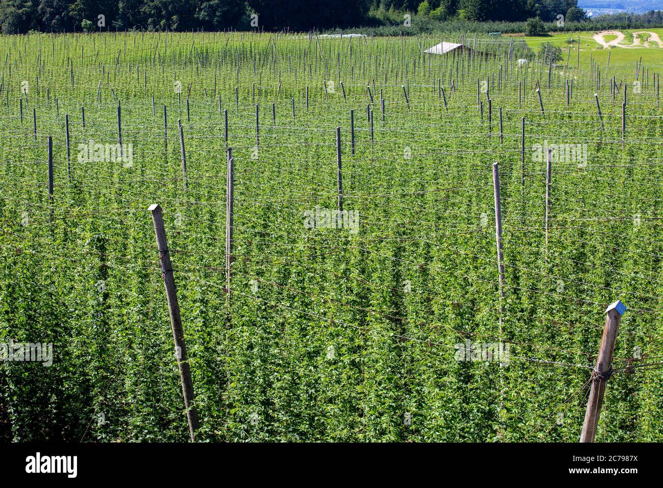 Tettnang, Deutschland. 07th July, 2020. Hop perennials on the hop path ...