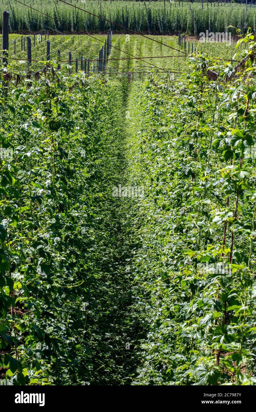 Tettnang, Deutschland. 07th July, 2020. Hop perennials on the hop path ...