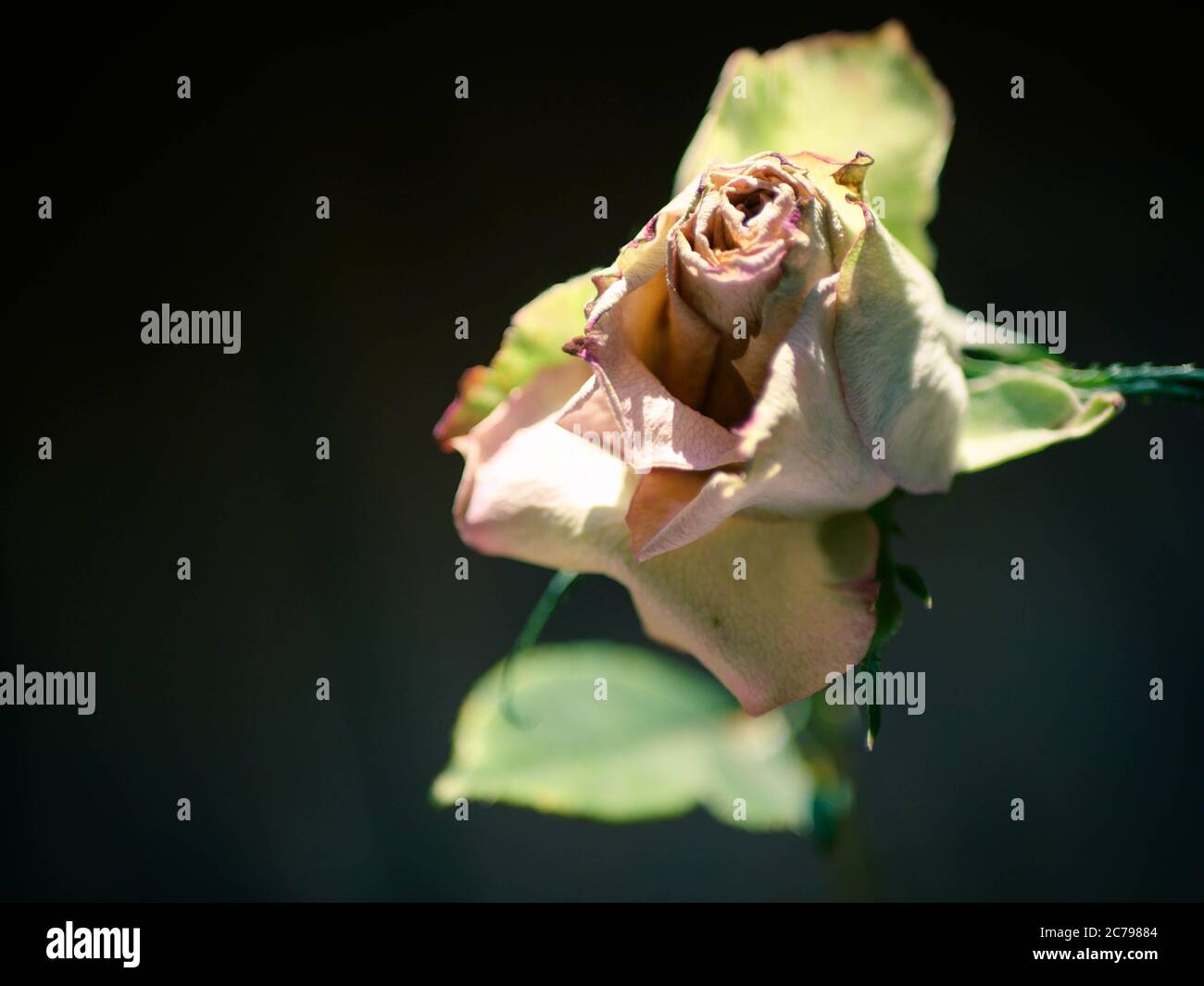 Dying Rose High Resolution Stock Photography and Images - Alamy