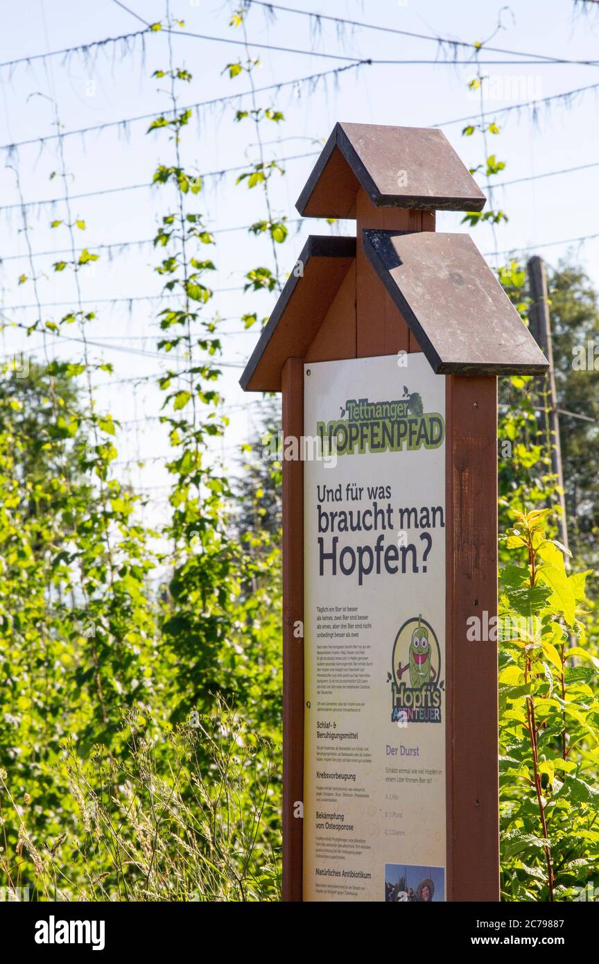 Tettnang, Deutschland. 07th July, 2020. Hop perennials on the hop path ...