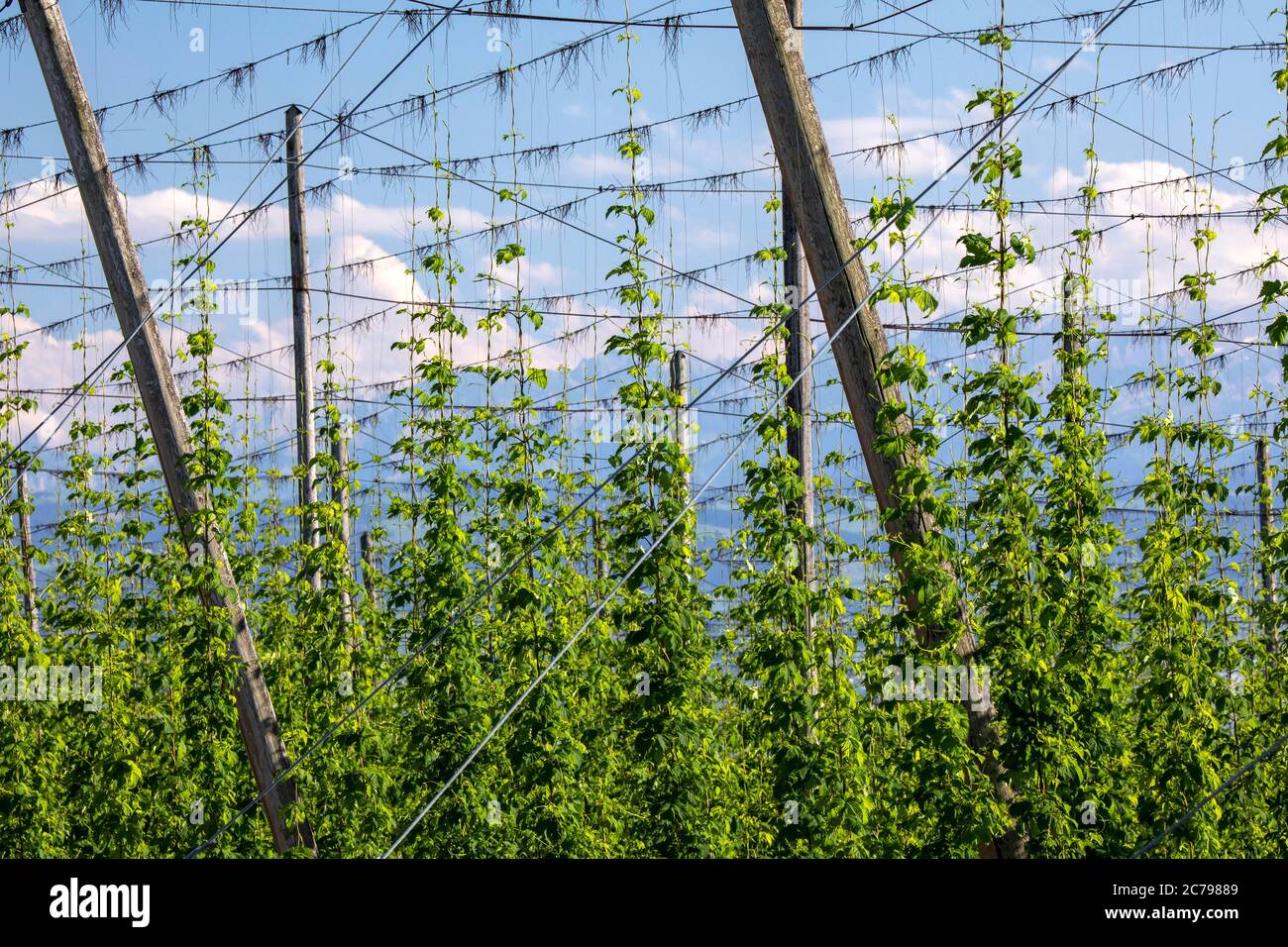 Tettnang, Deutschland. 07th July, 2020. Hop perennials on the hop path ...